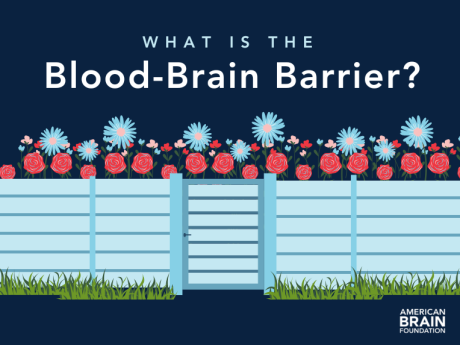 What Is the Blood–Brain Barrier? - American Brain Foundation